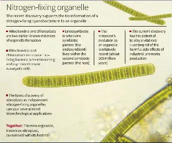 Can the new organelle help engineer plants to x nitrogen? - PressReader