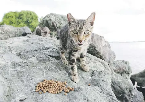 Elaboran plan para remover gatos realengos en San Juan - PressReader