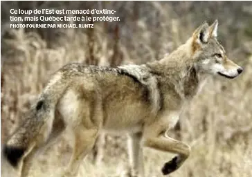 Le loup de la division entre Québec et Ottawa - PressReader