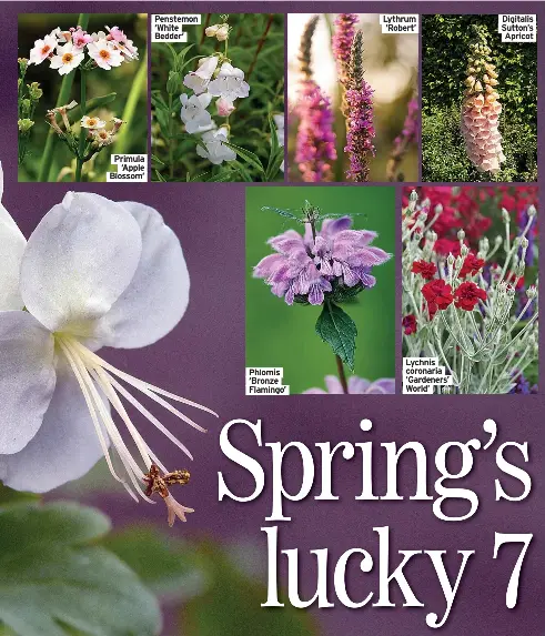 Spring’s lucky 7 - PressReader