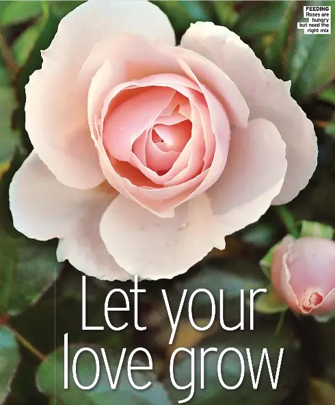 Let your love grow - PressReader