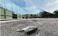 Students raise $60k to keep birds from crashing into NTU building ...