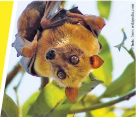 PALAWAN FLYING FOX - PressReader