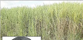 Mhlume Sugar takes Trusty, mum to court - PressReader