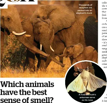 Which animals have the best sense of smell? - PressReader