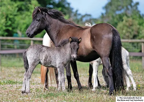 Sanctuary’s rare new foal needs a name - PressReader