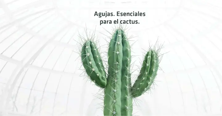 Agujas. Esenciales para el cactus. - PressReader