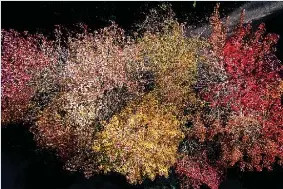 Celebratin­g trees and decades of planting success - PressReader