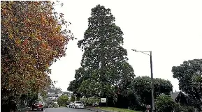 Nelson giant up for tree of the year title - PressReader