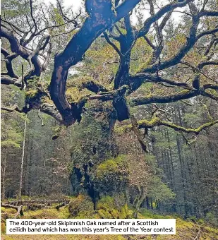 Centuries-old oak wins tree of year award - PressReader