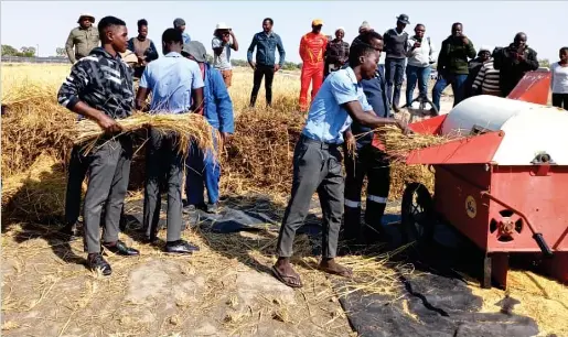 Unam Ogongo campus rice harvest increases - PressReader