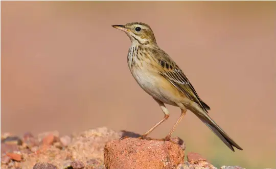 Richard’s, Blyth’s and Tawny Pipits - PressReader