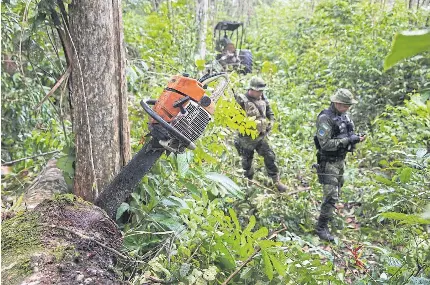 USAID freeze threatens Amazon forest protection - PressReader