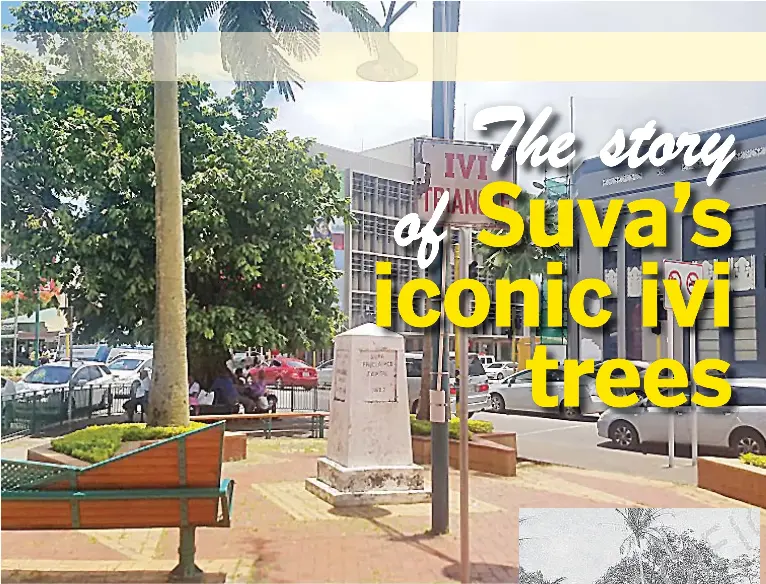 SUVA’S ICONIC IVI TREE - PressReader
