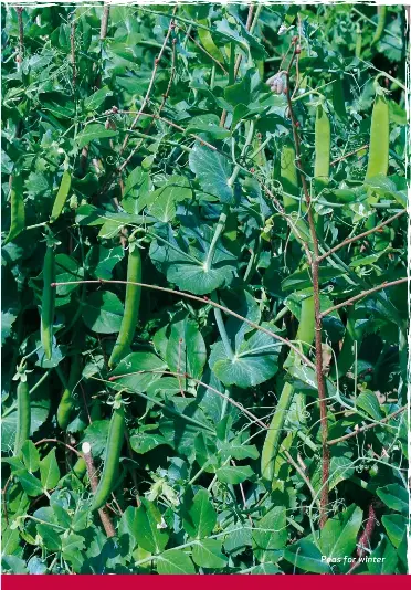 A Productive Winter Vegetable Garden - PressReader