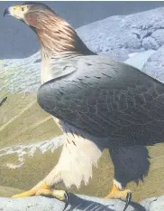 Kakapo colours all about survival - PressReader