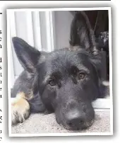 Service dog Max ‘refused entry to shops in the city’ - PressReader