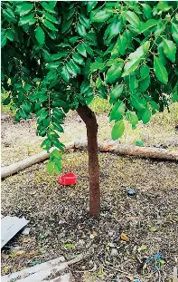 Sandalwood oil worth $600m can be generated over next 10 years: Pene ...