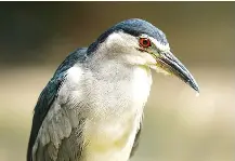 Wild encounters - PressReader