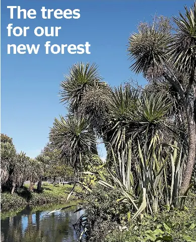 The trees for our new forest - PressReader