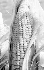 Belize resumes shipment of corn to Guatemala - PressReader