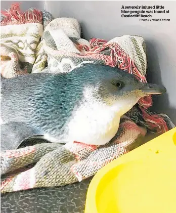 Penguin too badly hurt to be saved - PressReader