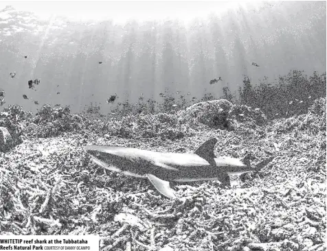 Sharks: Human predators or prey? - PressReader