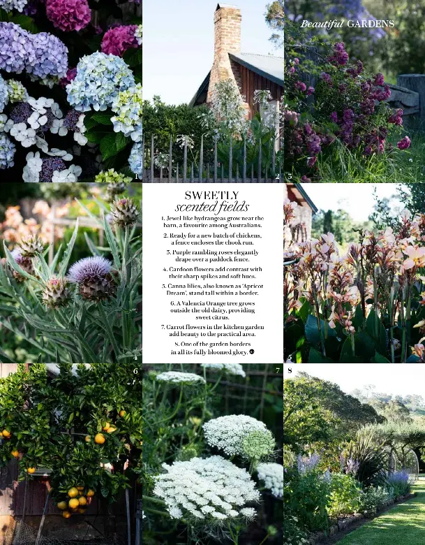 SWEETLY scented fields - PressReader