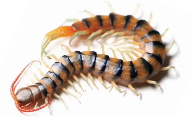 Giant redheaded centipedes are venom mixologist­s - PressReader