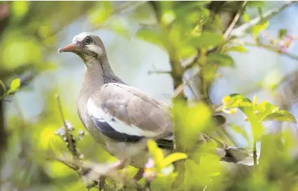 Amenazada de extinción la paloma sabanera - PressReader