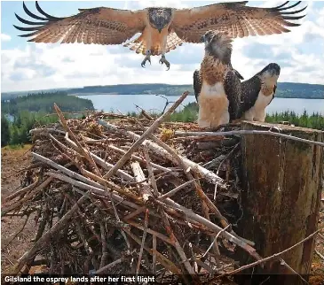 Region aids bounce-back of Ospreys - PressReader