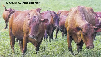 Thomas Phillip Lecky: The unnamed hero - PressReader