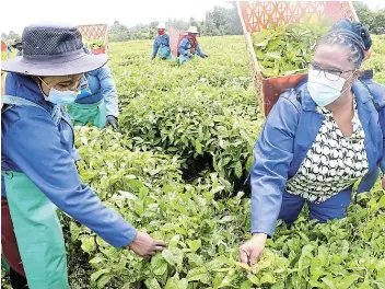 Magwa, Majola tea estates turn over new leaf - PressReader