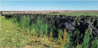 Benutting verbeter viervoudig met ultra hoë druk beweiding - PressReader