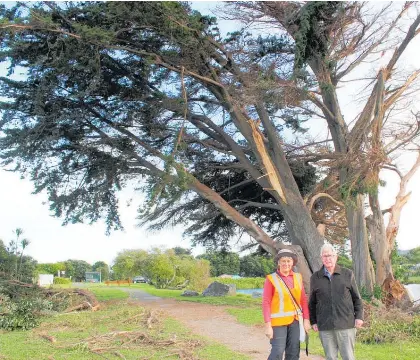 Hope bird-magnet tree can be saved - PressReader