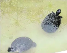 Turtles take spotlight on World Earth Day - PressReader