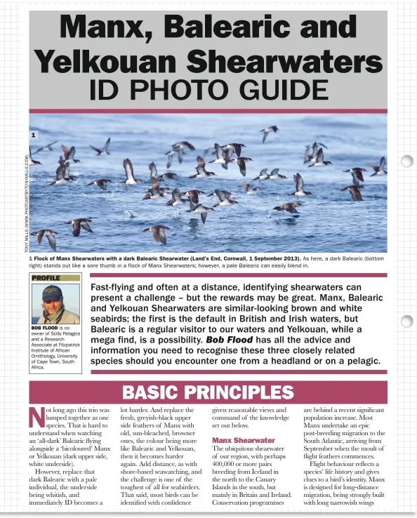 ID photo guide: Manx, Balearic and Yelkouan Shearwater­s - PressReader
