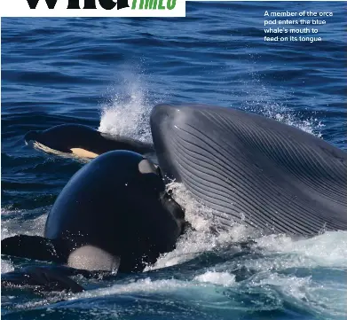 Orcas kill blue whale - PressReader