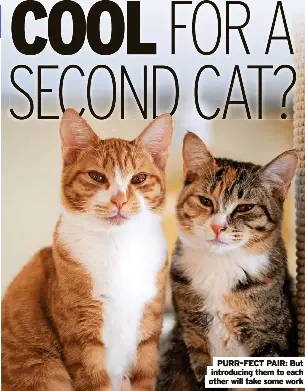 PAMPERED PETS - PressReader