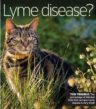 Can cats catch Lyme disease? - PressReader