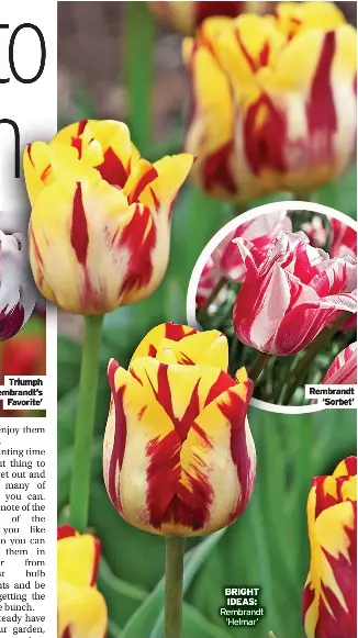 It’s time to go Dutch - PressReader