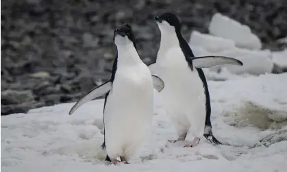 Scientists ignored ‘gay’ animals for years. When will we get over our human hang-ups about the ...