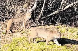 Bobcats spotted on video in Middletown - PressReader