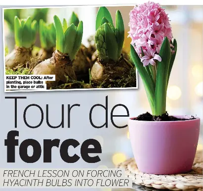 ASK DIARMUID - PressReader