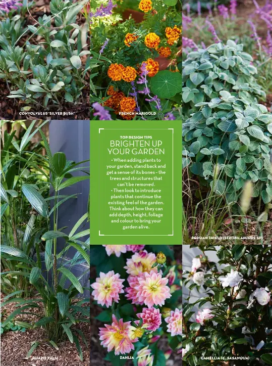 BRIGHTEN UP YOUR GARDEN - PressReader