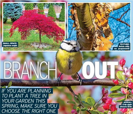 BRANCH OUT - PressReader