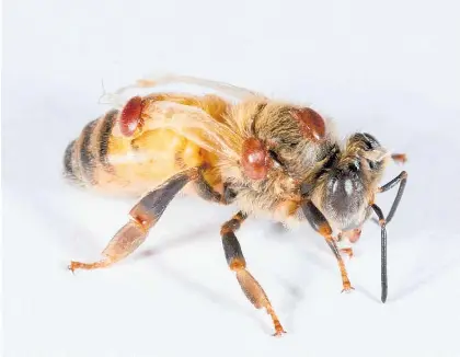 Can we still control the varroa mite? - PressReader