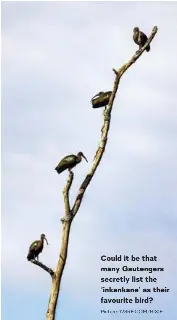 What’s a hadeda in isiZulu? - PressReader