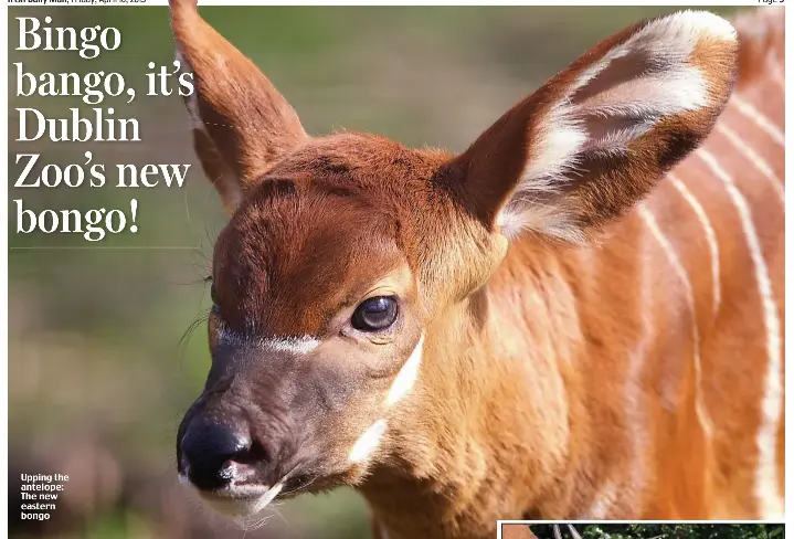 Bingo bango, it’s Dublin Zoo’s new bongo! - PressReader