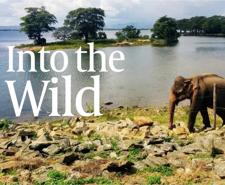 Into the Wild - PressReader